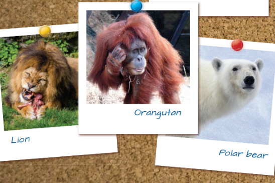 The Zoo Debate