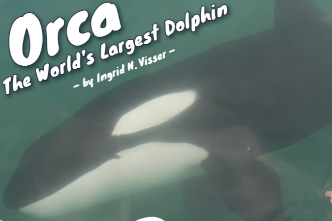Orca - The World's Largest Dolphin