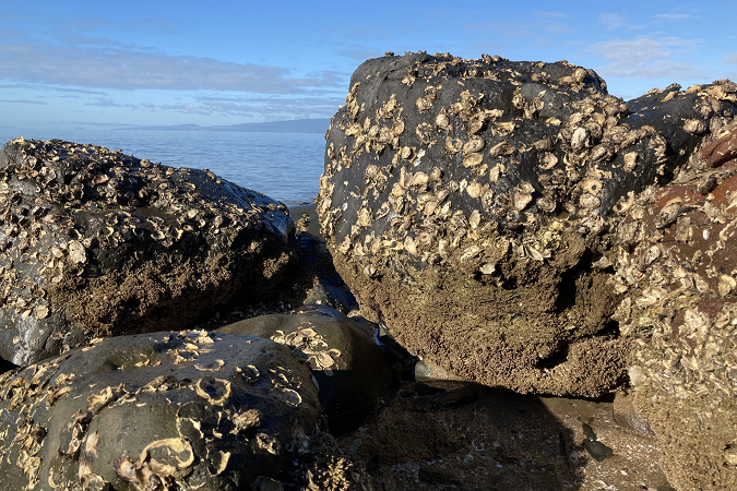 Teaching activity - Grouping rocky shore animals