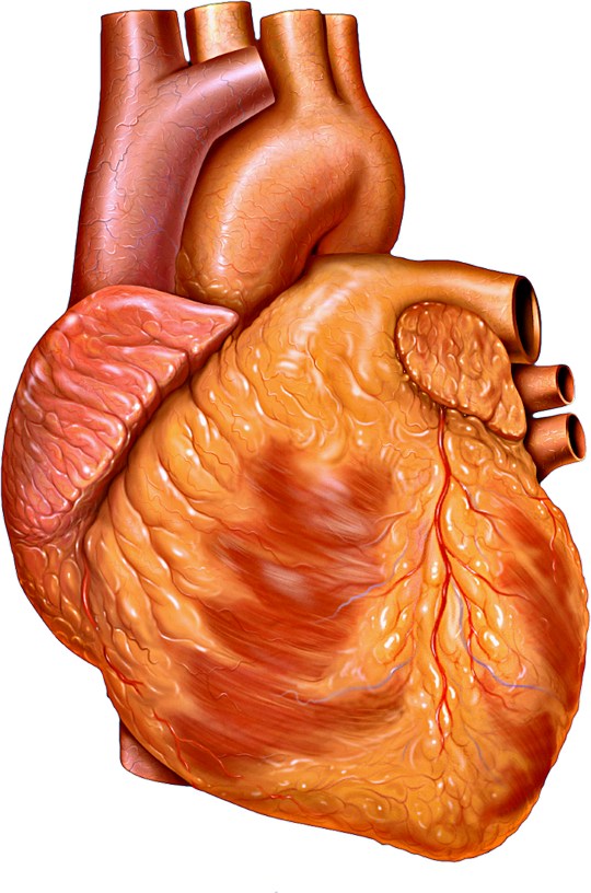Teaching activity - Models of the human heart