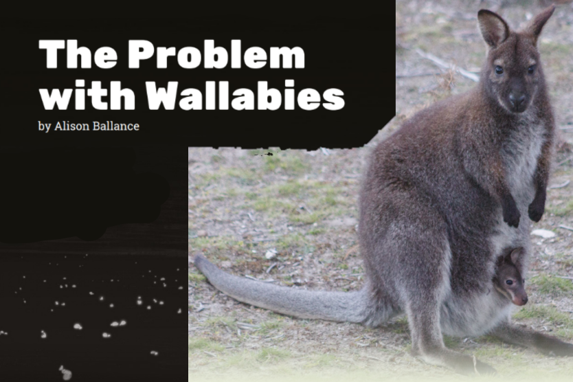 The Problem with Wallabies