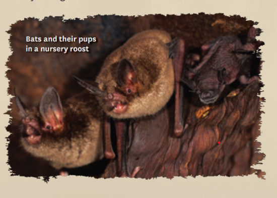 The Bat That Walks on the Ground