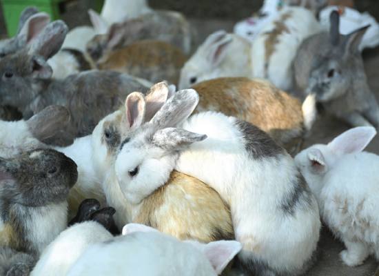 Rabbits