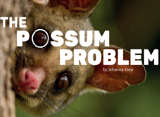 The Possum Problem: Technology in the School Journal